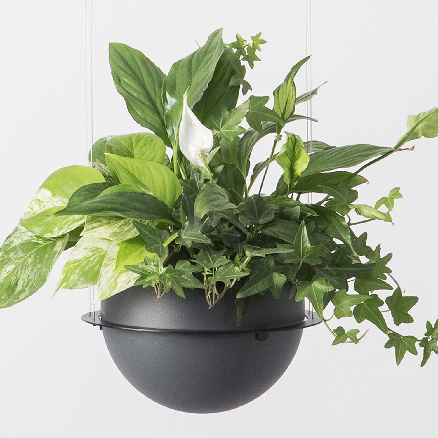 Estiluz Circ Suspended Flower Pot | LampTwist